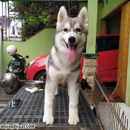 Jual Siberian Husky Puppy Male di Yogyakarta