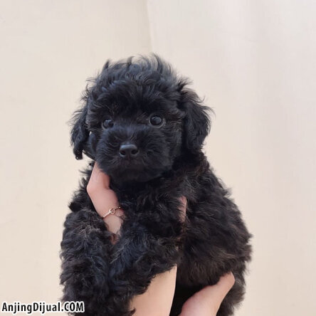 Jual Toy Poodle Lucu di Jakarta