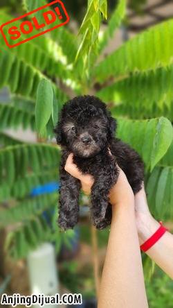 For Sale Puppy Toy Poodle Light Silver - 3 Male di Serpong Tangerang