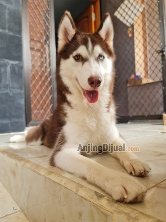 Dijual Siberian Husky Cooper Flip Flop Eye di Tangerang