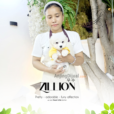 Speciality of Tiny Korean Line "Pretty and Dolly Face" Bichon Frise di ...