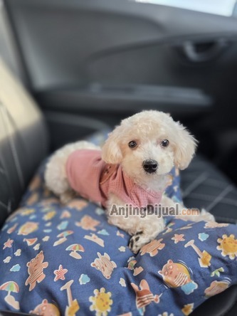 Jual Toy Poodle Betina Lucu di Jawa Timur
