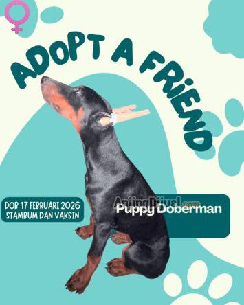 Dijual Puppies Doberman Pinscher di Jakarta