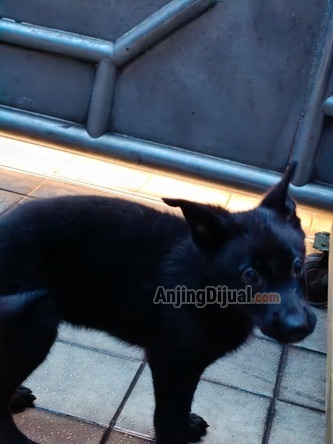Jual 2 Anak Anjing Herder (German Shepherd) di Jakarta