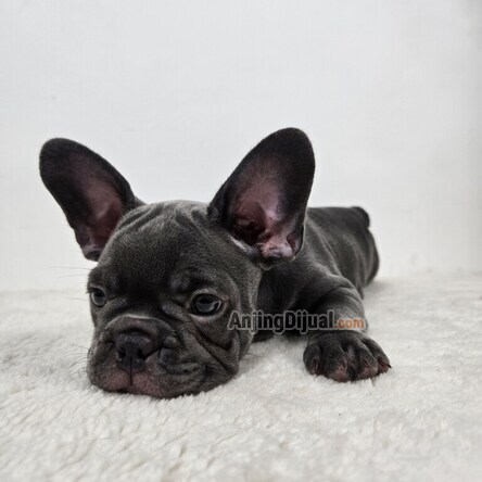 For Sale French Bulldog - Rojo and Blue Exotic Rare Colour di Jakarta